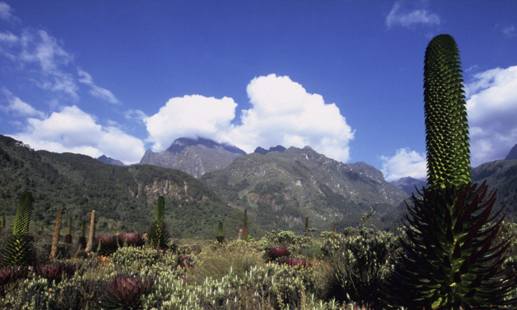 Mount Rwenzori Biodiversity & Geography, Uganda